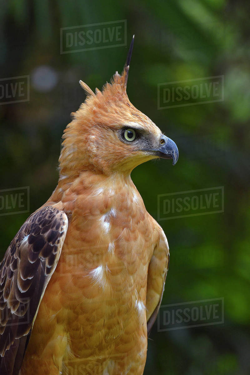Portrait of a Javan Hawk-eagle, Indonesia - Royalty-free Stock Photo ...