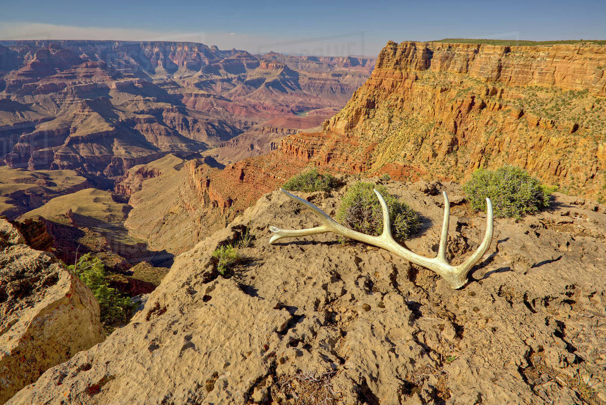 Elk Antlers at the edge of Papago Point, South Rim, Grand Canyon ...
