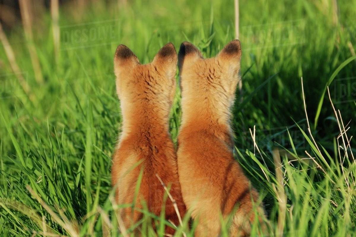 Two fox cubs sitting side by side, Canada - Royalty-free Stock Photo ...