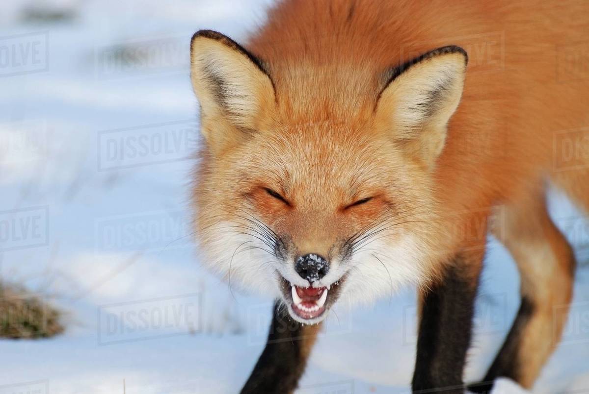 Portrait of a fox growling, Canada - Stock Photo - Dissolve