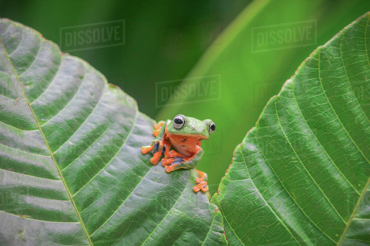 Wallace's flying frog on a leaf, Indonesia - Stock Photo - Dissolve