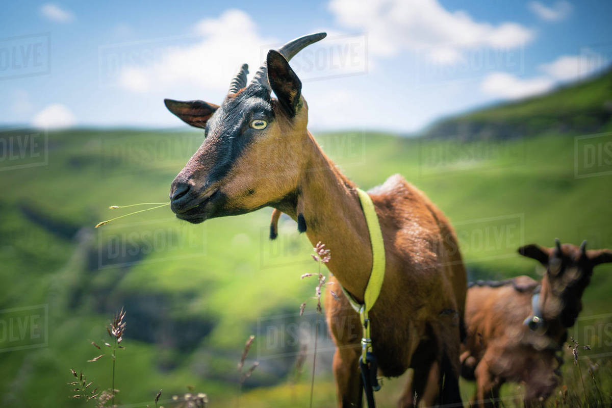 Two Mountain Goats in the Austrian Alps, Gastein, Salzburg, Austria ...