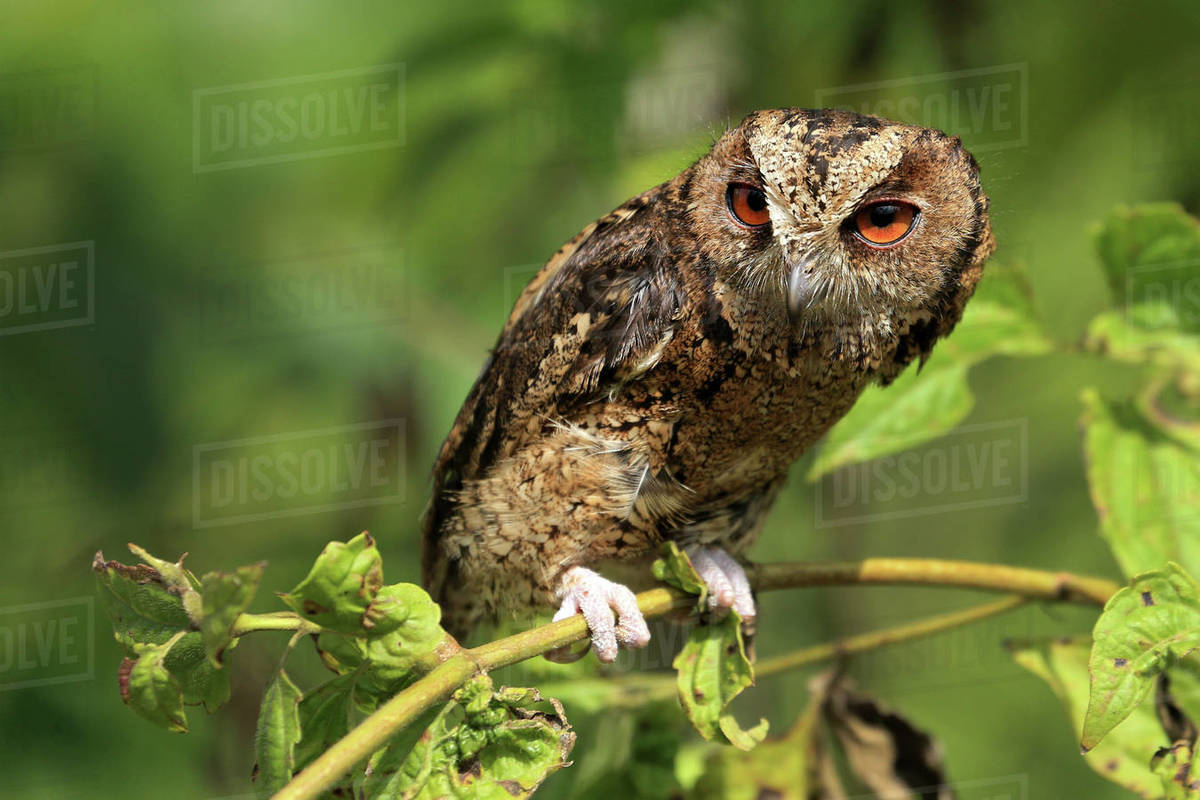Portrait of an owl, Indonesia - Royalty-free Stock Photo | Dissolve