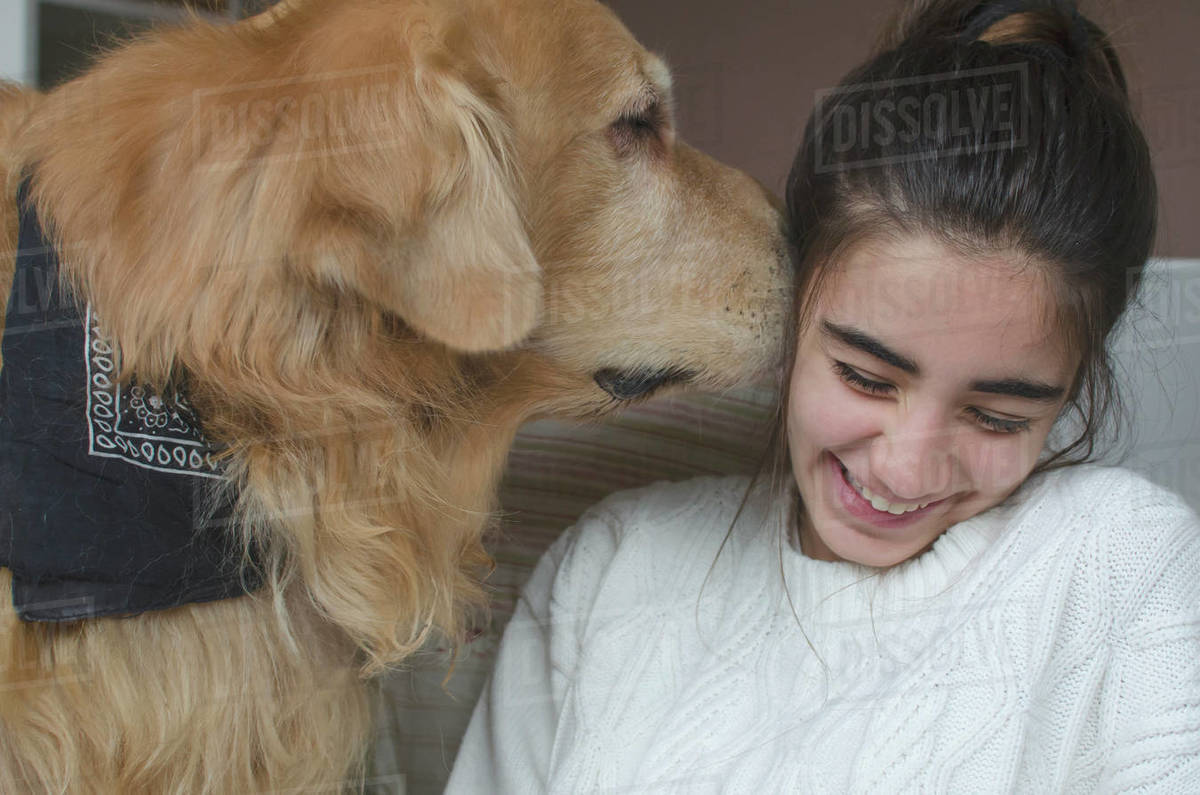 Golden retriever dog nuzzling a teenage girl's ear - Royalty-free Stock ...