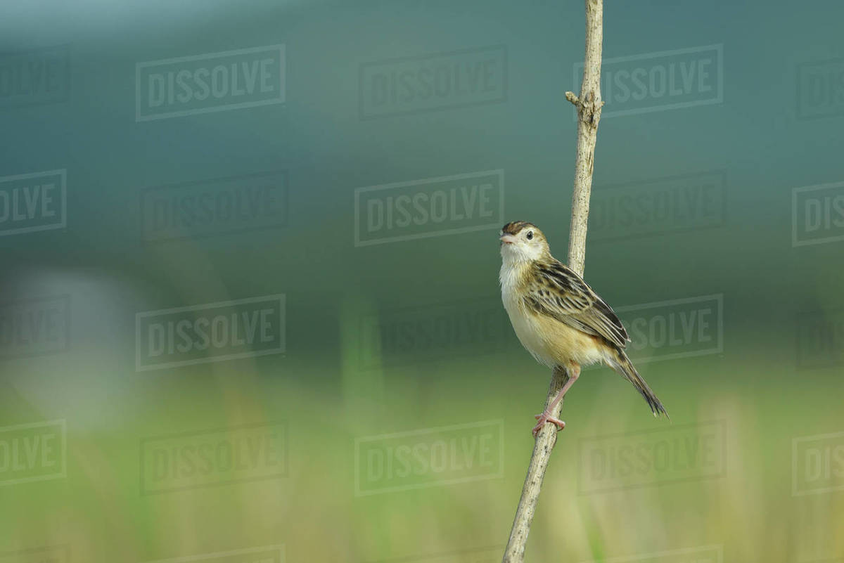 Zitting cisticola bird on a branch, Indonesia - Stock Photo - Dissolve