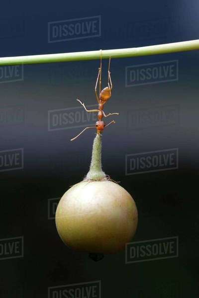 Ant on a branch carrying a berry, Indonesia - Stock Photo - Dissolve