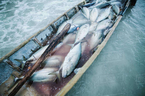 Bludger trevally fish in a boat, Seychelles - Royalty-free Stock Photo ...
