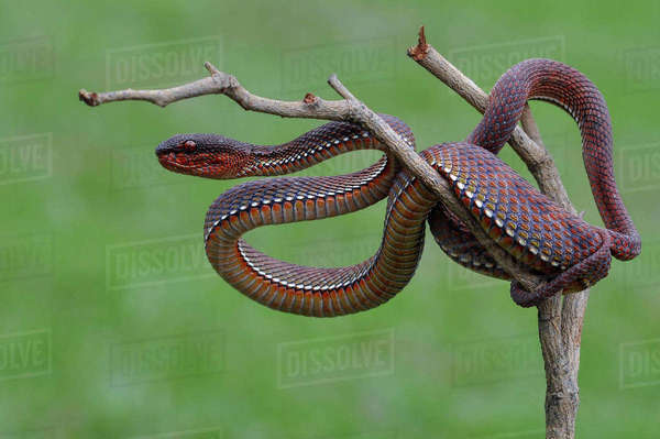 Red Viper on a branch, Indonesia - Stock Photo - Dissolve