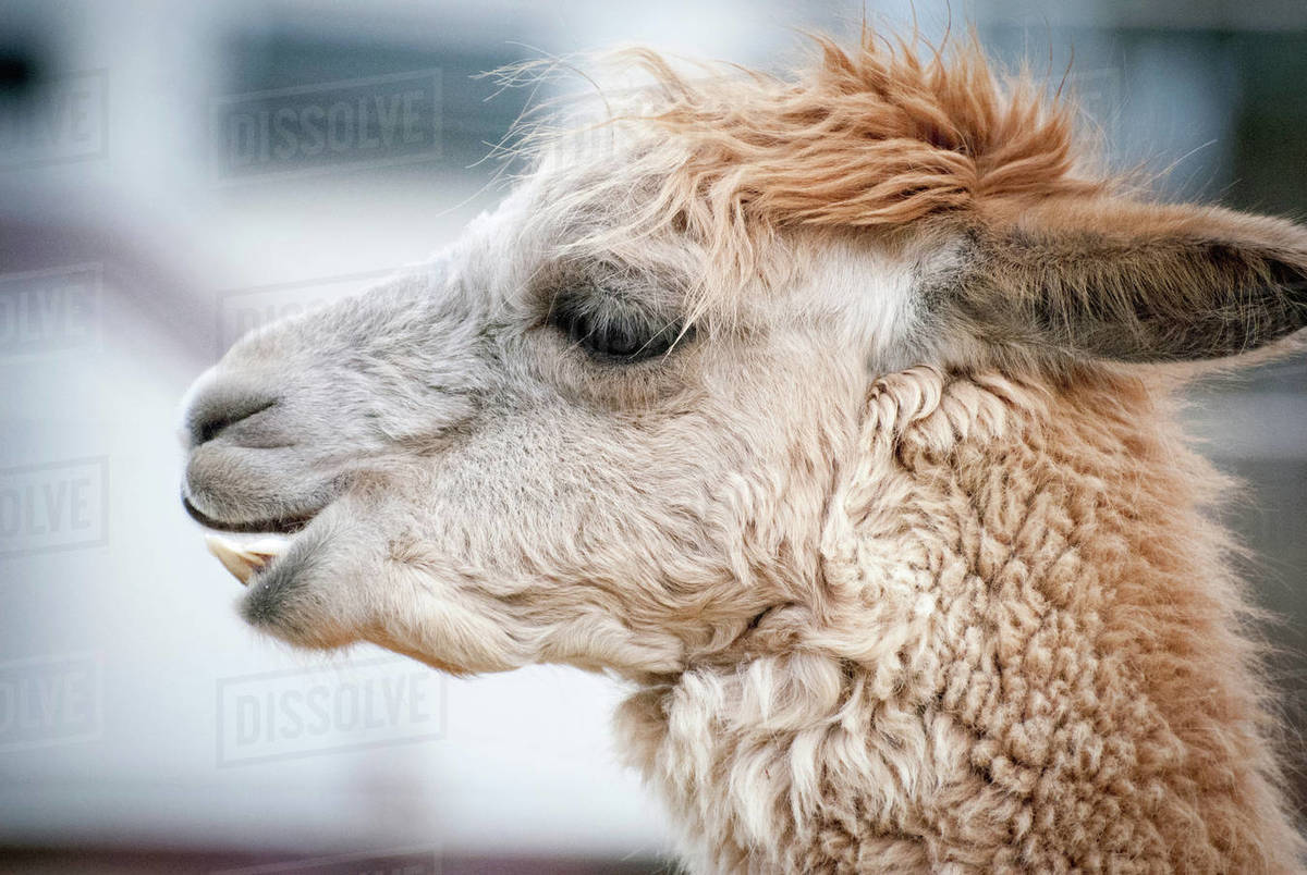 Side view of an alpaca head - Royalty-free Stock Photo | Dissolve