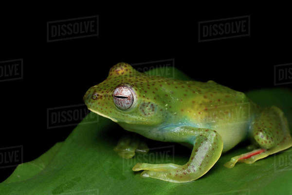 Malayan tree frog on a leaf, Indonesia - Royalty-free Stock Photo ...