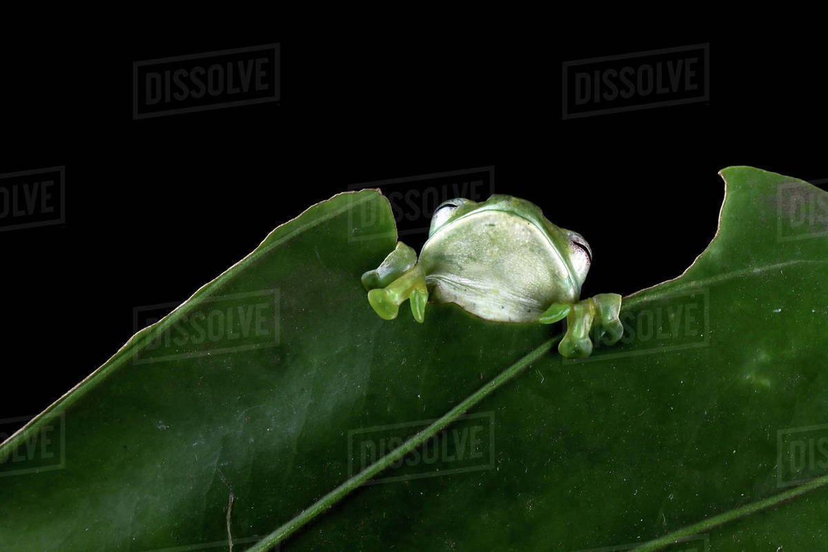 Malayan tree frog peeking over the edge of a leaf, Indonesia - Royalty ...