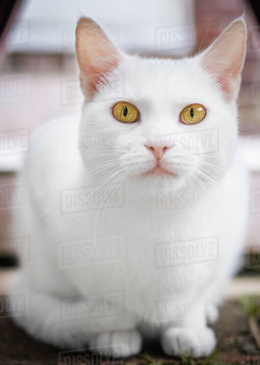 Portrait of a white cat crouching - Stock Photo - Dissolve