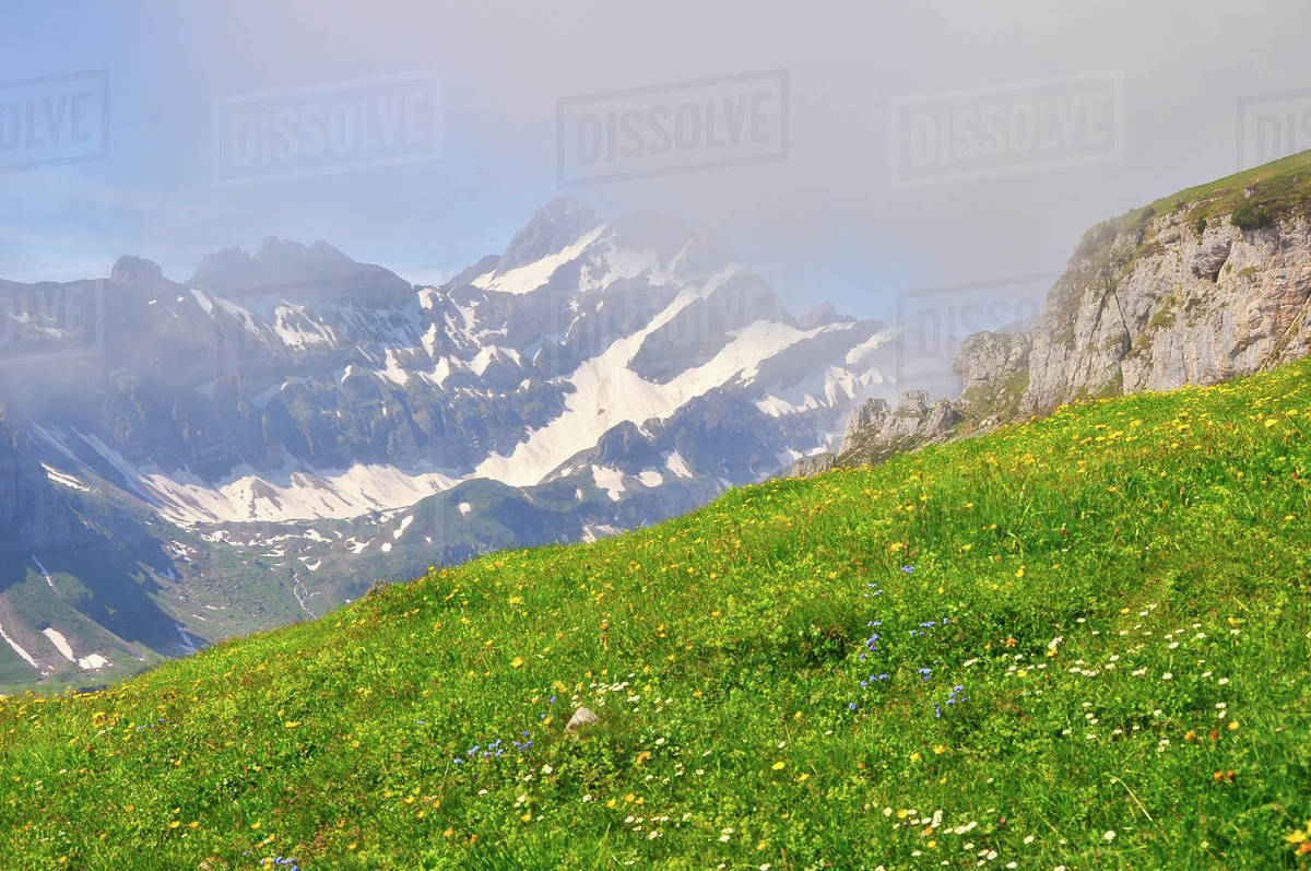 Wildflowers growing in an Alpine meadow, Ebenalp, Appenzeller ...