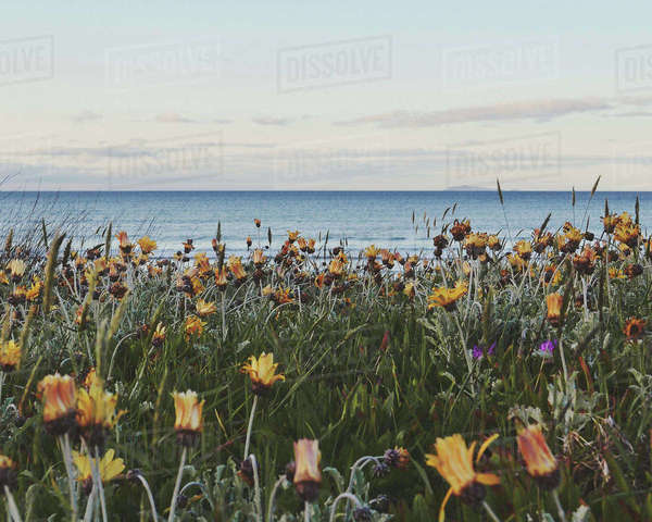 Wildflowers growing on beach, Matarangi Beach, Coromandel, North Island ...