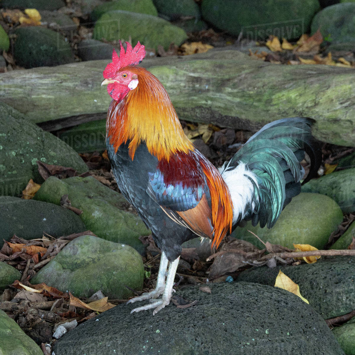 Portrait of a Rooster standing on a rock, Maui, Hawaii, USA - Royalty ...