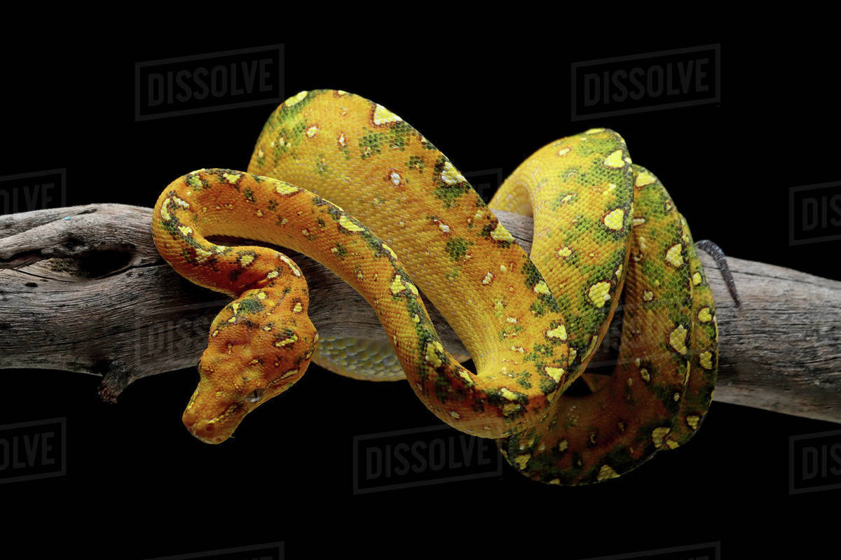 Juvenile Green tree python on a branch, Indonesia - Stock Photo - Dissolve