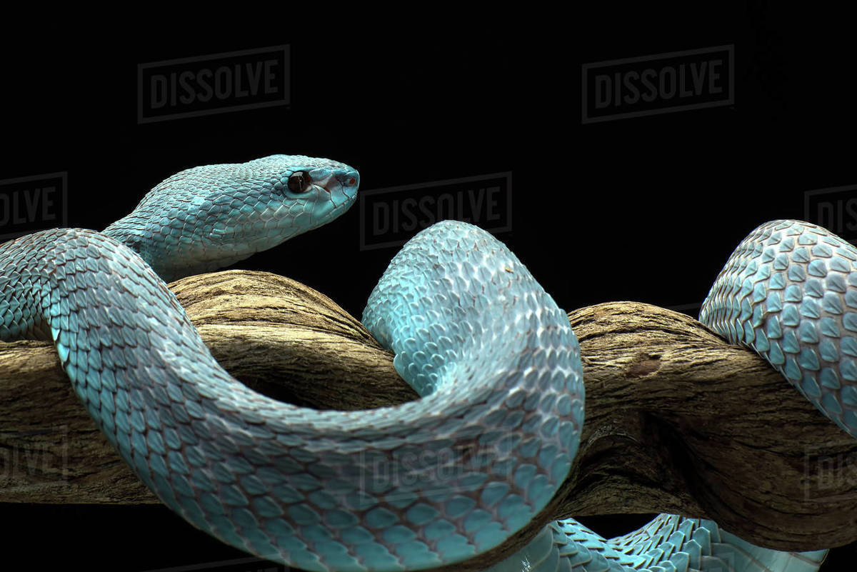 Close-up of a white-lipped island pit viper on a branch, Indonesia ...