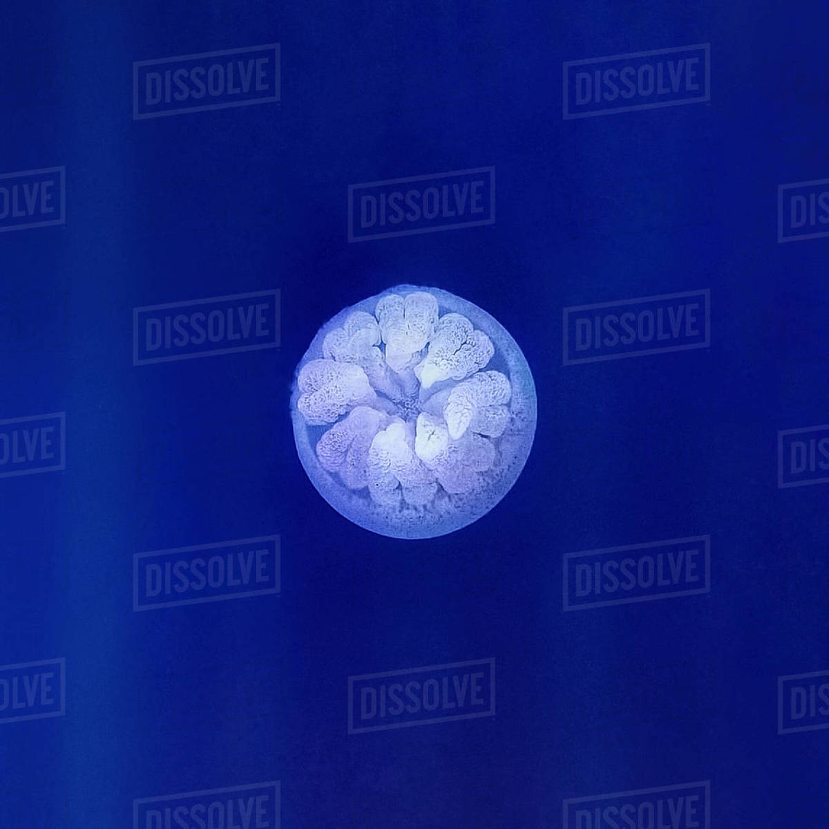 Overhead view of a jellyfish in ocean, Indonesia - Royalty-free Stock ...