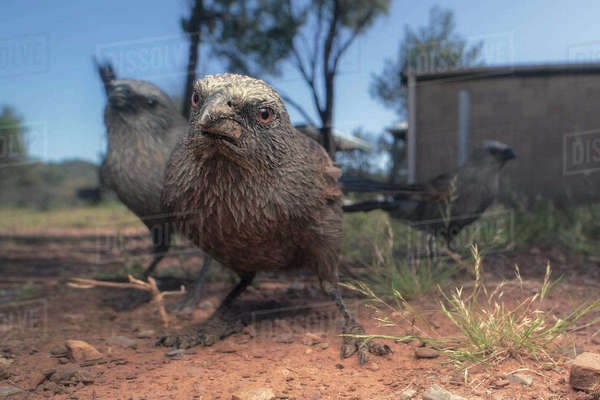Close-up of three wild apostle birds (Struthidea cinerea) with building ...