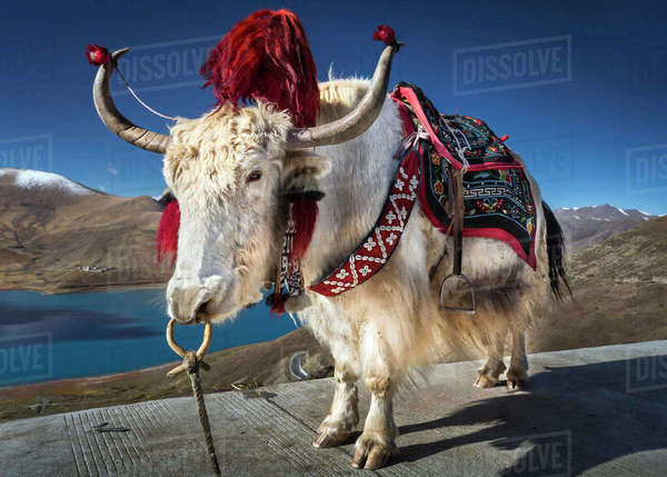 China, Yak with harness - Royalty-free Stock Photo | Dissolve