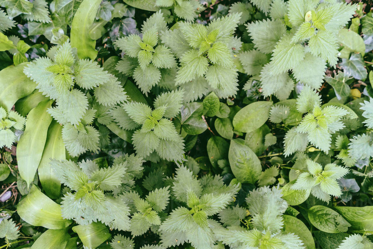 From above of bright lush green bushes and weed growing in forest ...