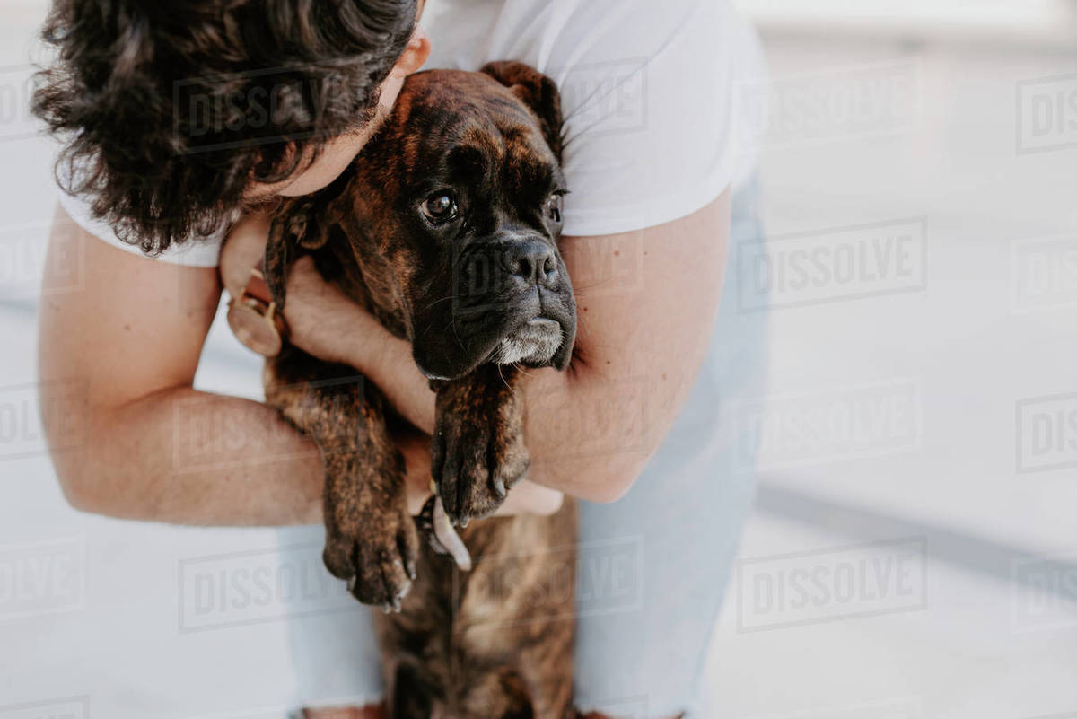 Adorable thoughtful boxer dog in hands of caring bonding owner - Stock ...