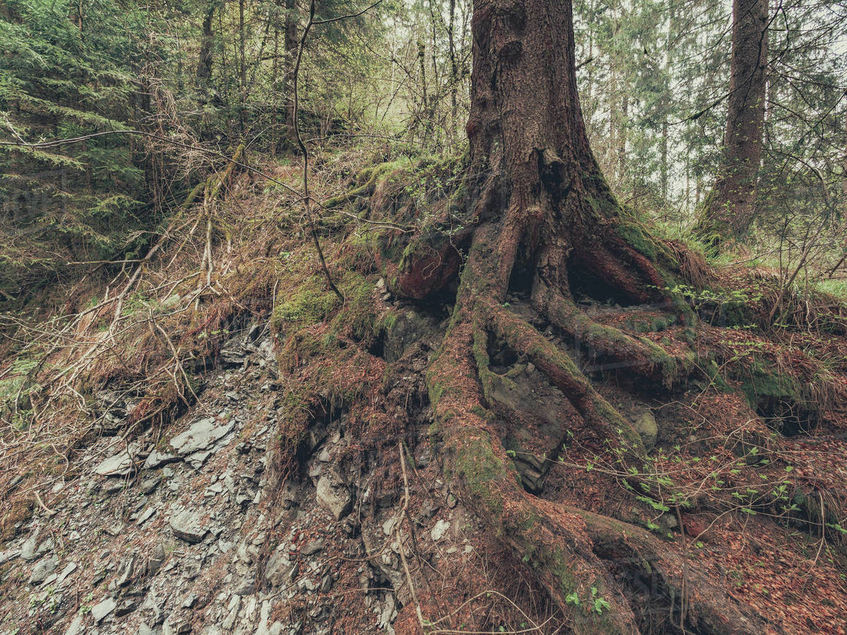 Strong roots of old tree growing in wild terrain of Dolomites, Italy ...