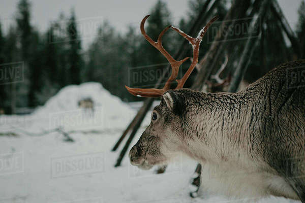 Amazing domestic reindeer with snowy antlers standing in cold winter ...