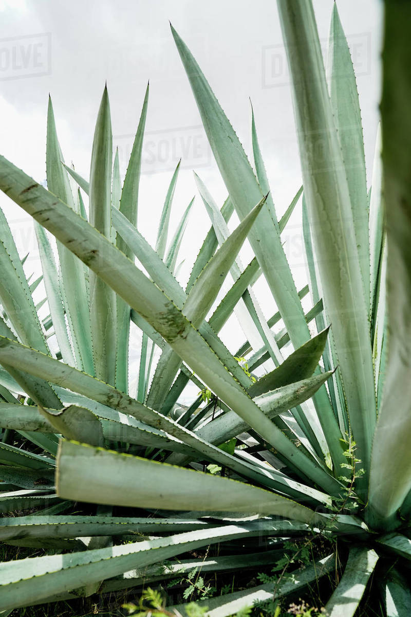 Growing tall spiky green agave leaves in daylight - Royalty-free Stock ...