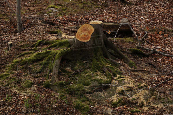 Wooden stump remained from cut tree with fir cone and withered grass in ...