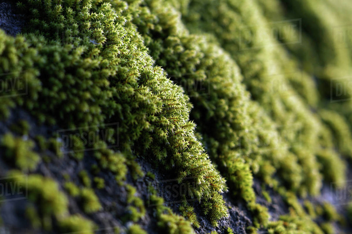 Closeup of colourful green moss plant growing on rock in details ...