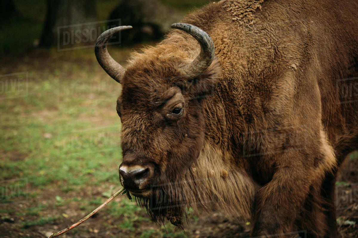 Hairy brown bison chewing thin stick while grazing on blurred ...