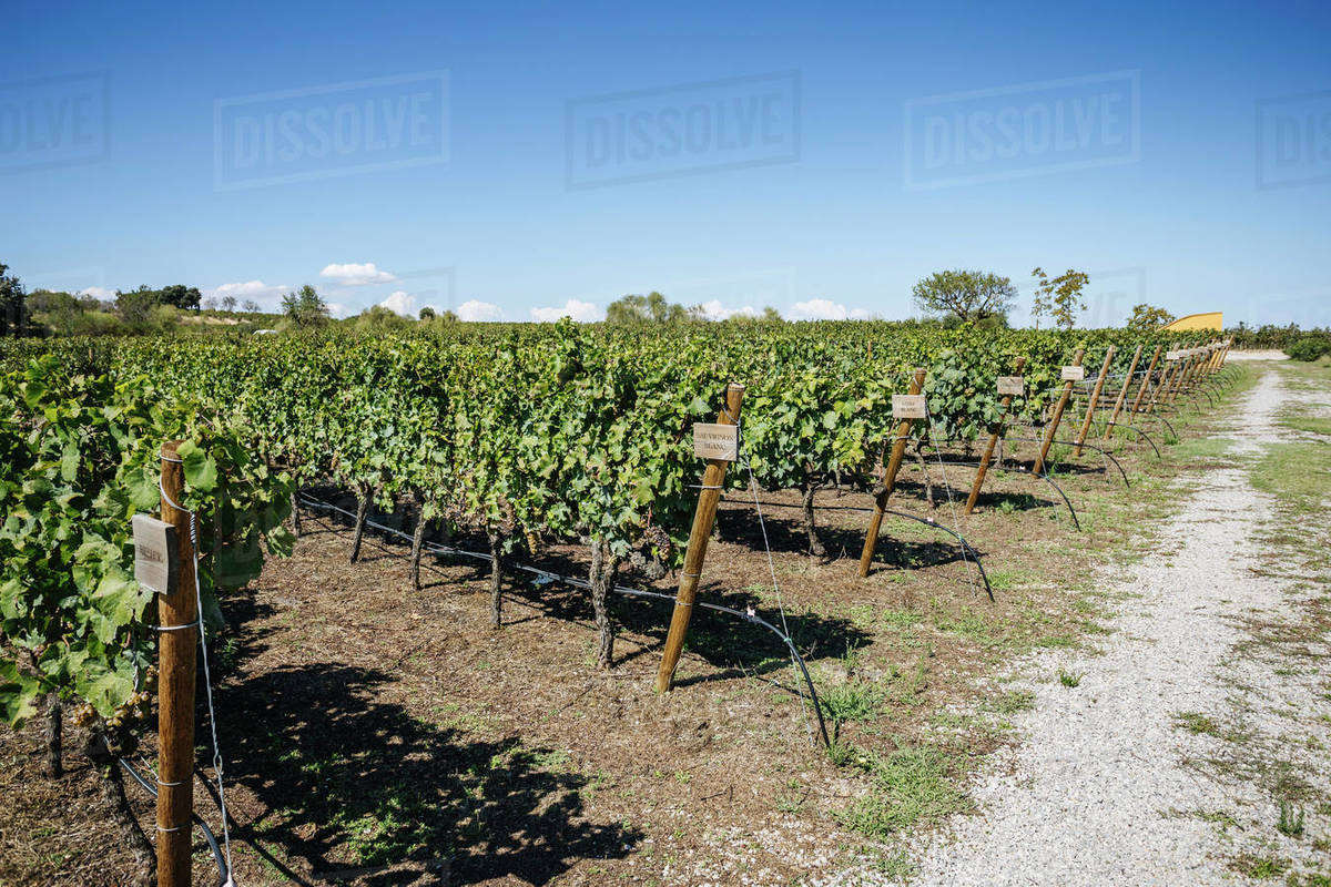 Cultivation of bright greenery vineyards near narrow pathway and trees ...