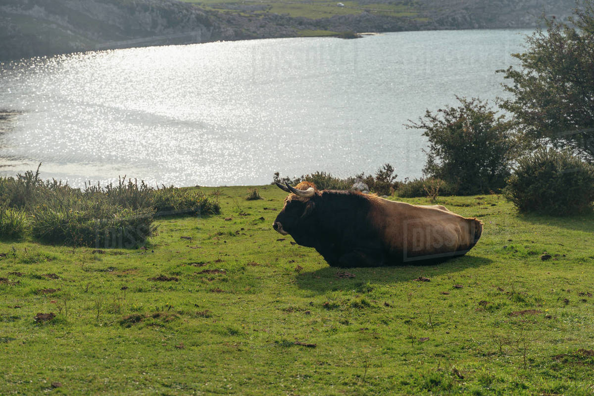 Full body red aubrac cow with big cow bell on necks pasturing on lush ...