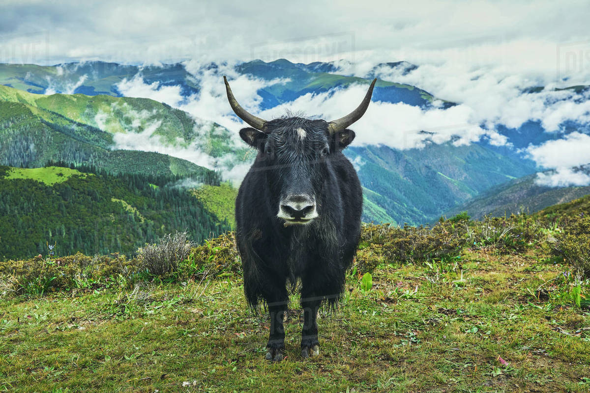 Adult black yak with horns and white spot on head on small meadow ...