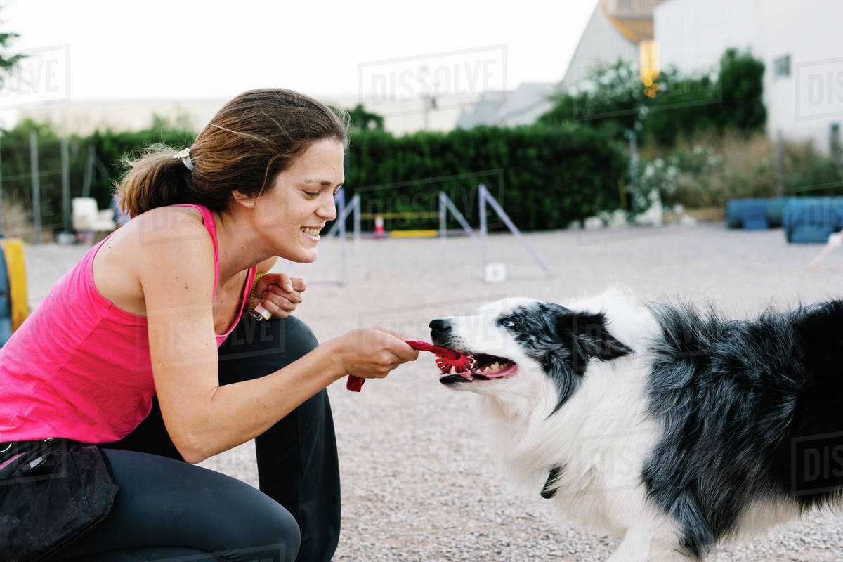 Border Collie dog pulling rope from hand of female instructor during ...