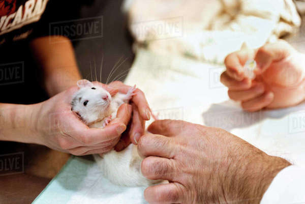 Veterinarian making injection for rat - Stock Photo - Dissolve