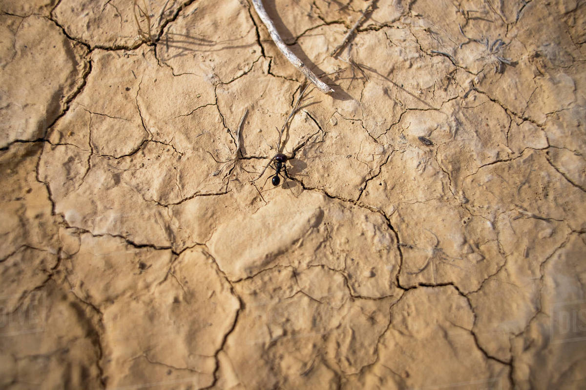 From above of black ant on dried cracked surface of ground with tire ...