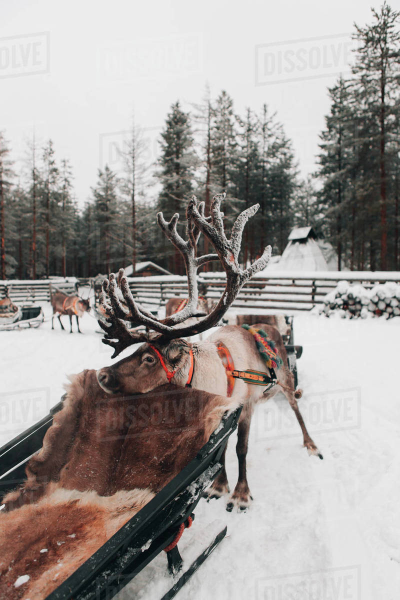 Amazing domestic reindeer with snowy antlers standing in cold winter ...