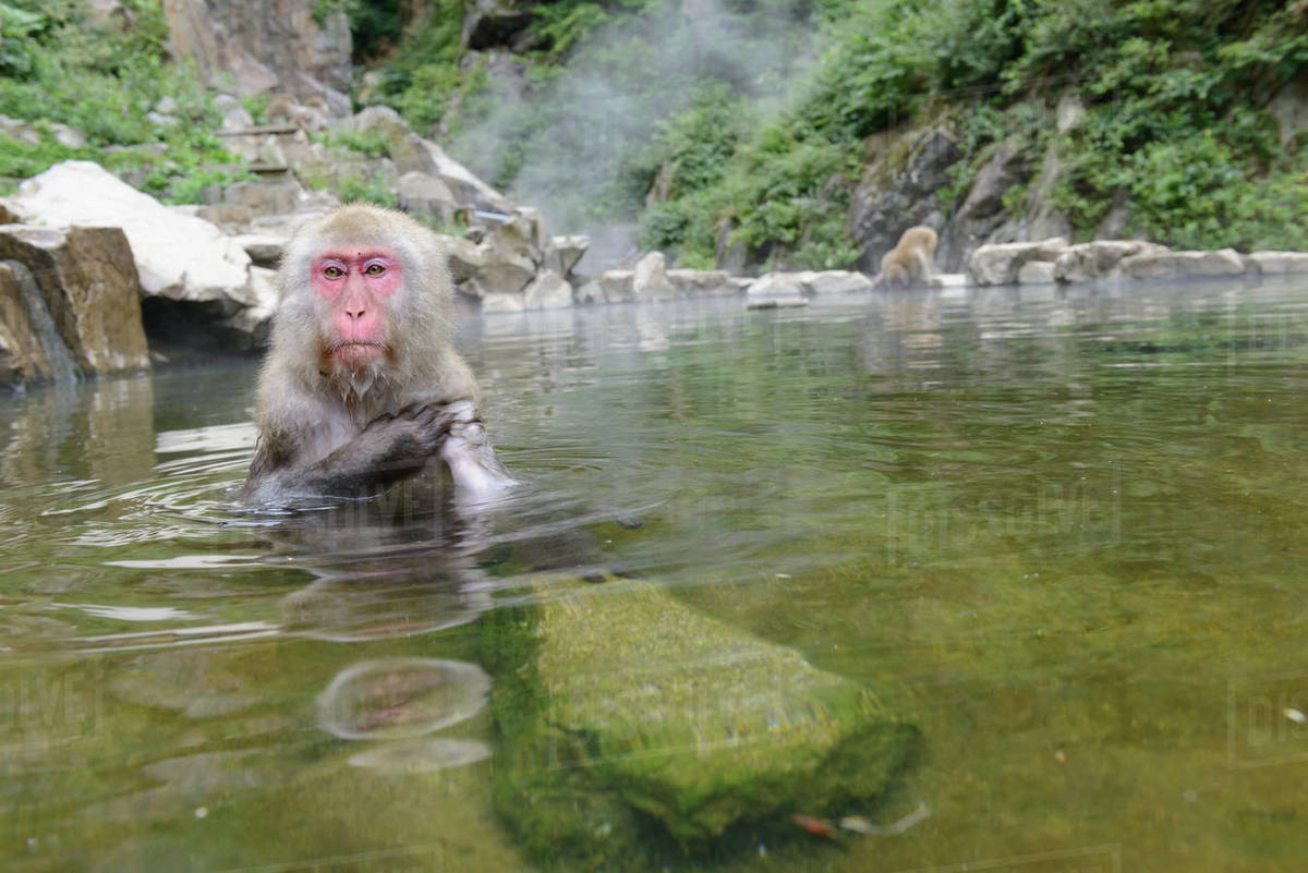 Cute monkey taking bath in pond - Royalty-free Stock Photo | Dissolve