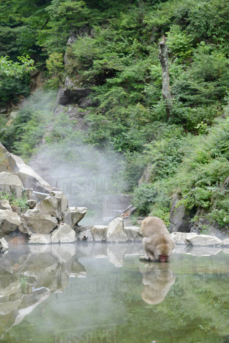 Cute monkey taking bath in pond - Royalty-free Stock Photo | Dissolve