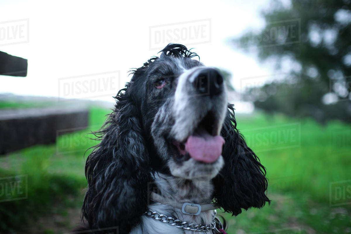Cute black and white big Spaniel with tongue out standing on green ...
