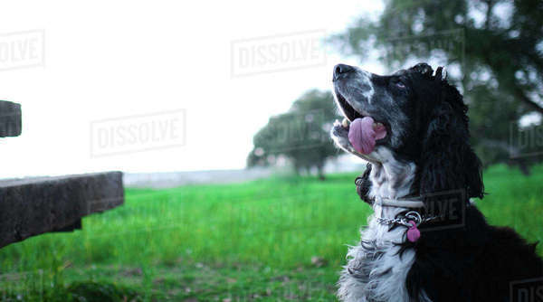 Cute black and white big Spaniel with tongue out standing on green ...