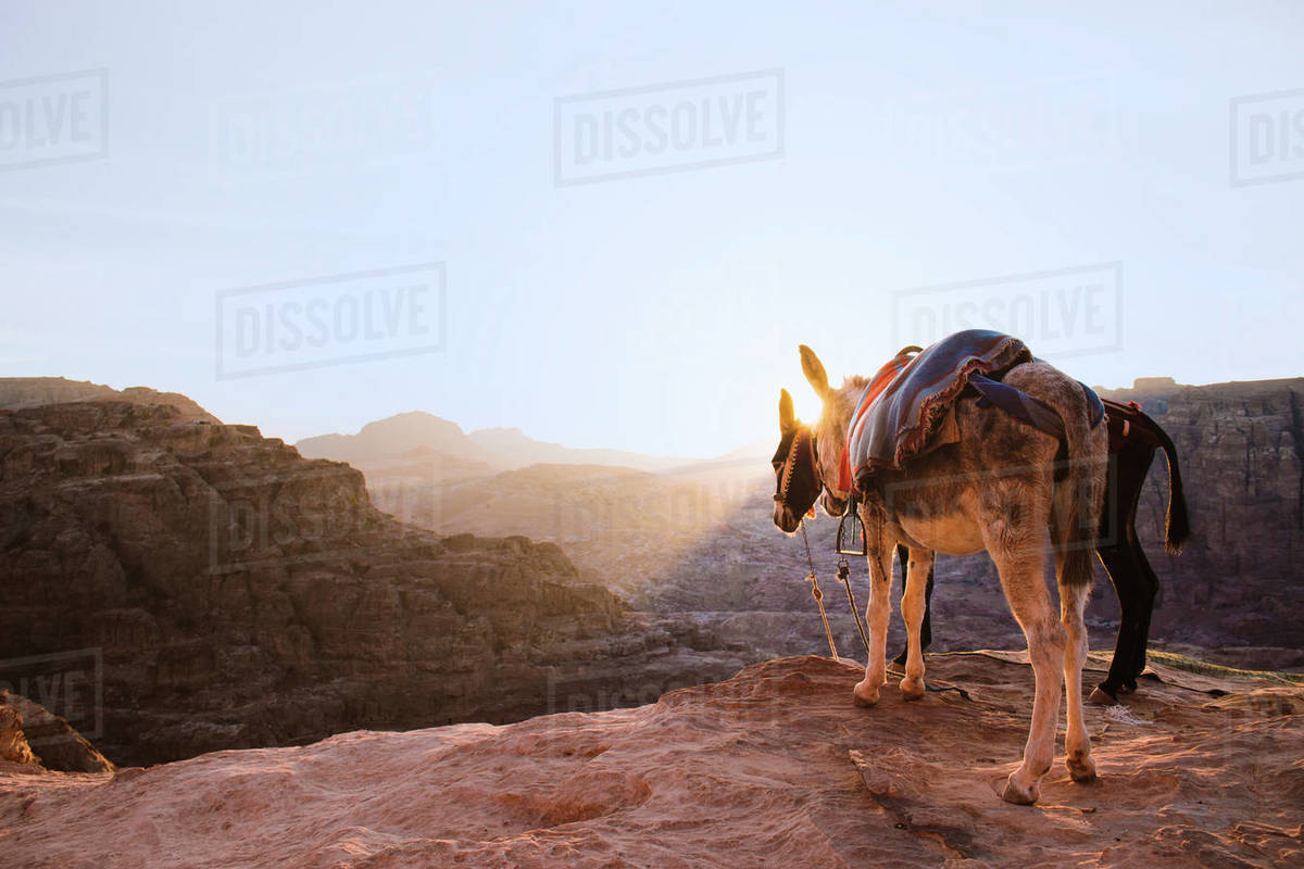 Donkeys standing together on edge of mountain under rocky terrain dry ...