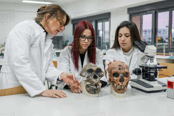Scientists examining skull in lab - Royalty-free Stock Photo | Dissolve