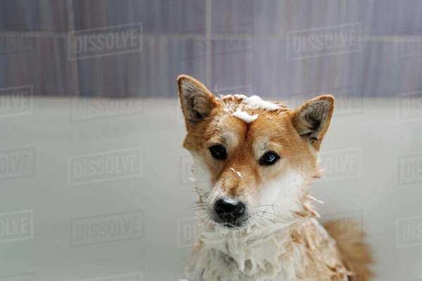 Charming fluffy wet Shiba Inu with soapy foam on fur sitting in bathtub ...