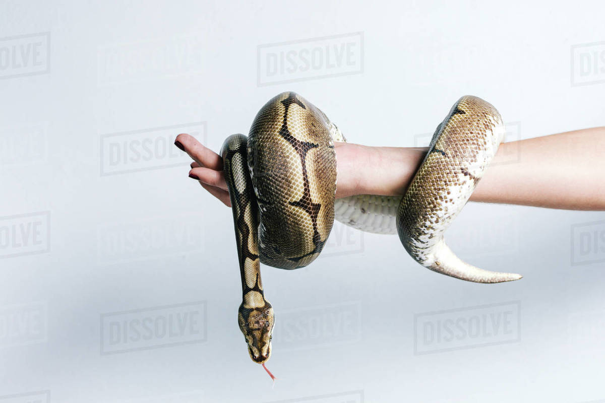 Side view of crop anonymous female with python snake wrapped around arm ...