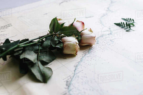 From above of gentle pink roses composed on top of white map with ...