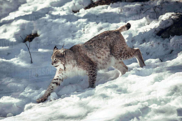 Side view of wild dangerous lynx running on rock hill in sunny day in ...