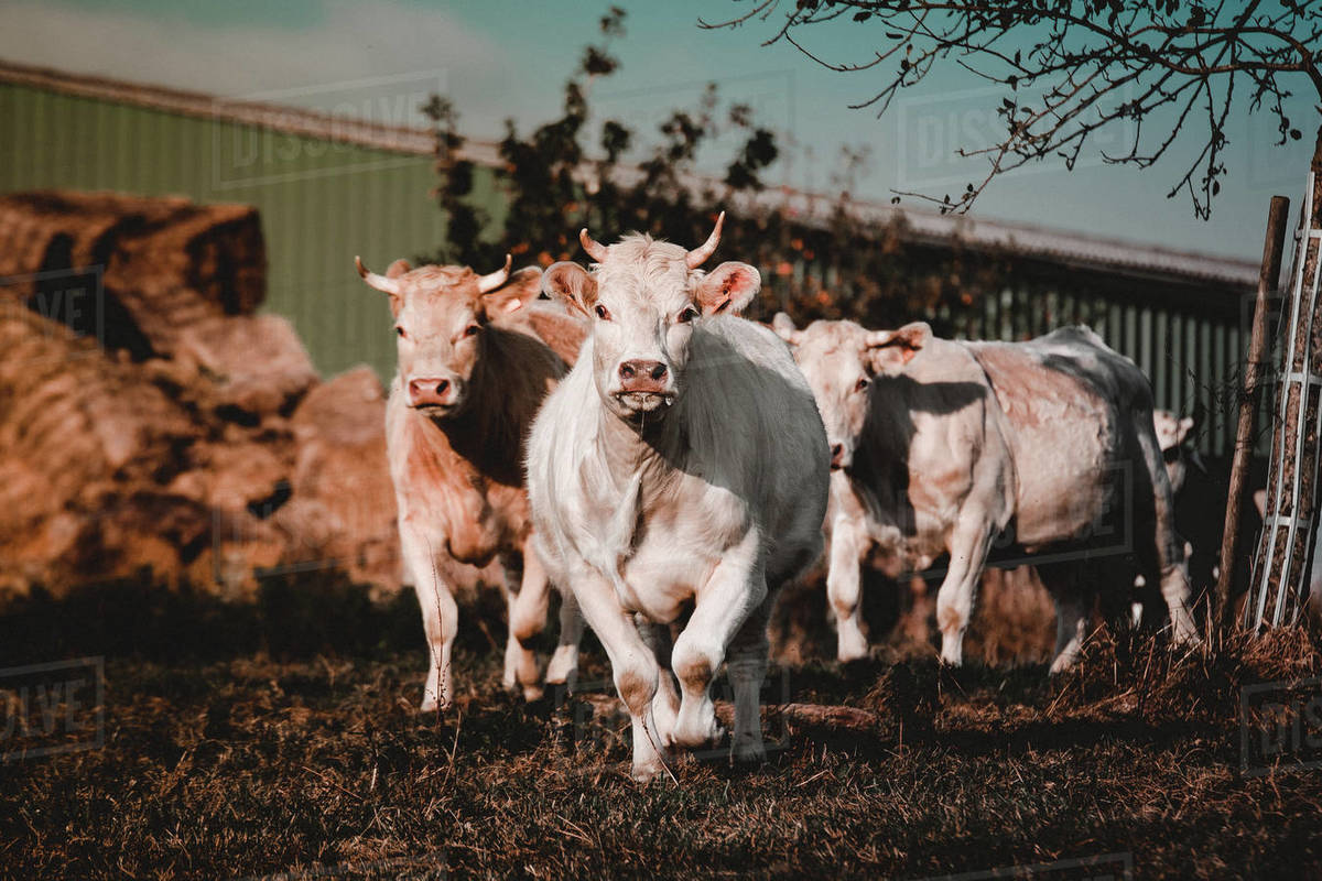 Group of white male cows on lawn in countryside walking in sunlight ...